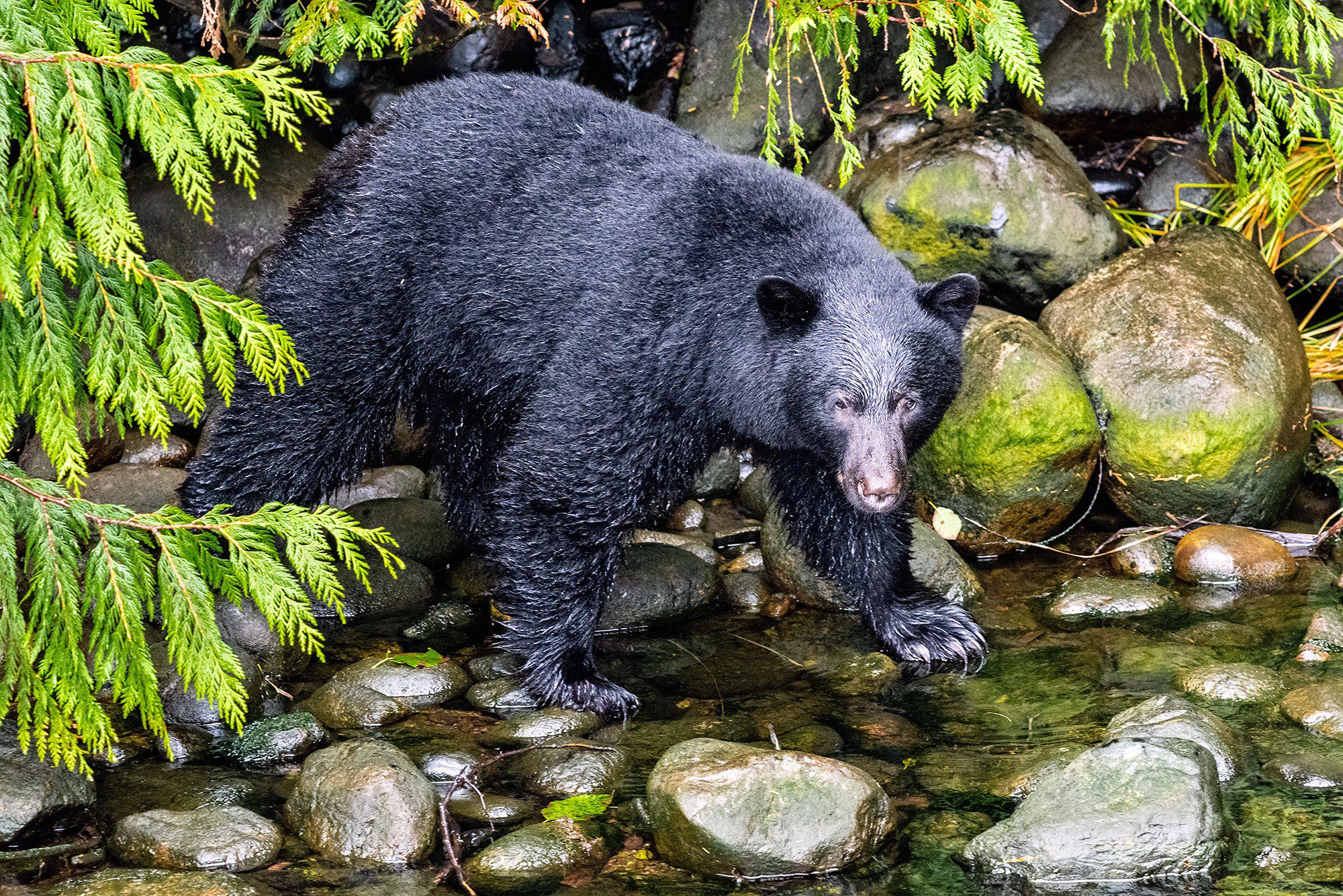 Top 5 Experiences | Wells Gray